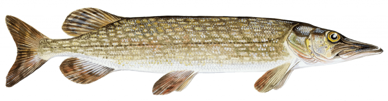 Gädda | Sjömatsfrämjandet