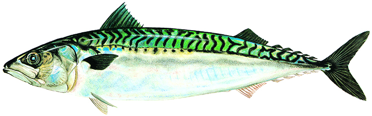 Filéa fisk | Sjömatsfrämjandet